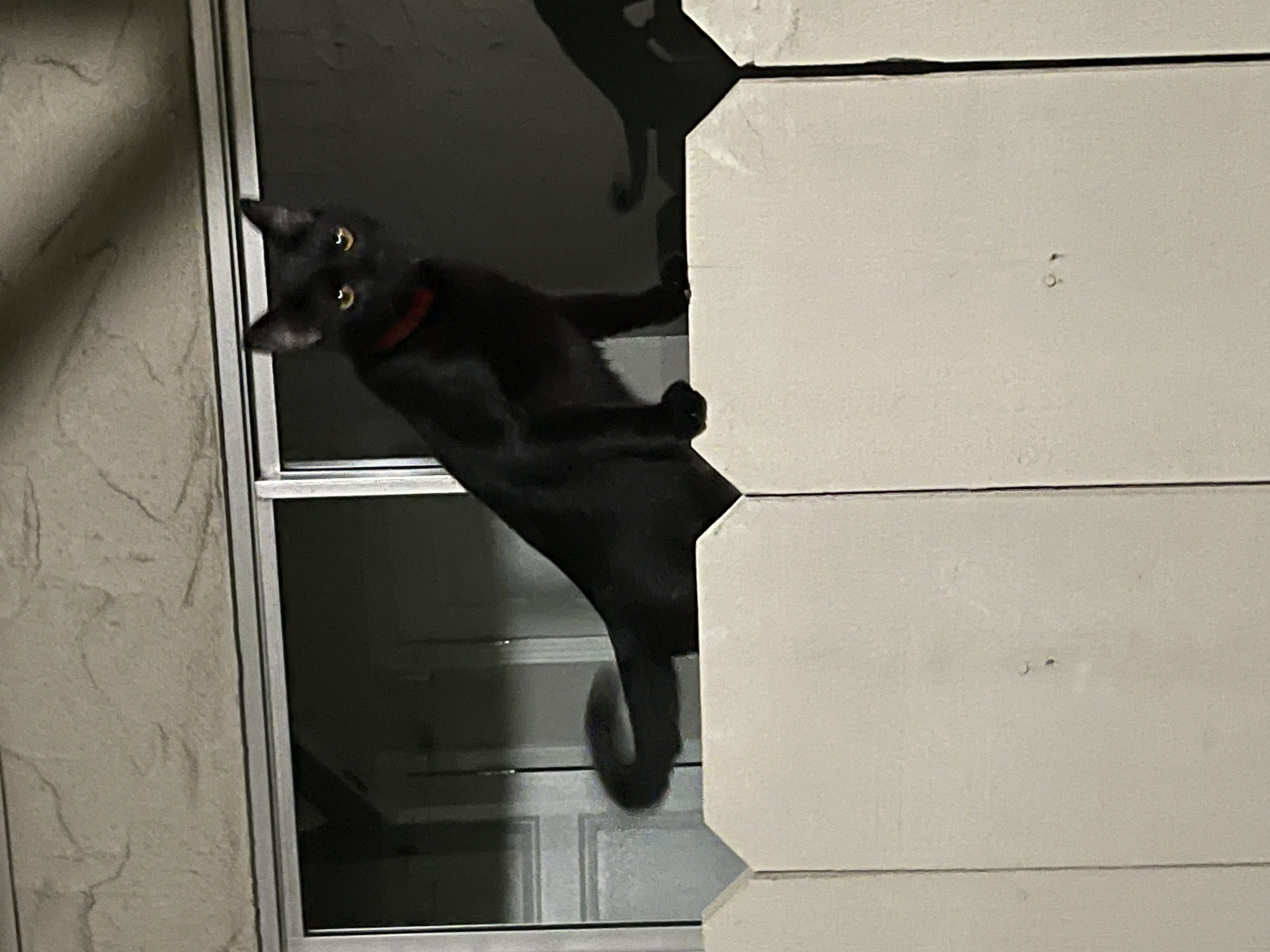 Found: , Cat, , 10/08/23