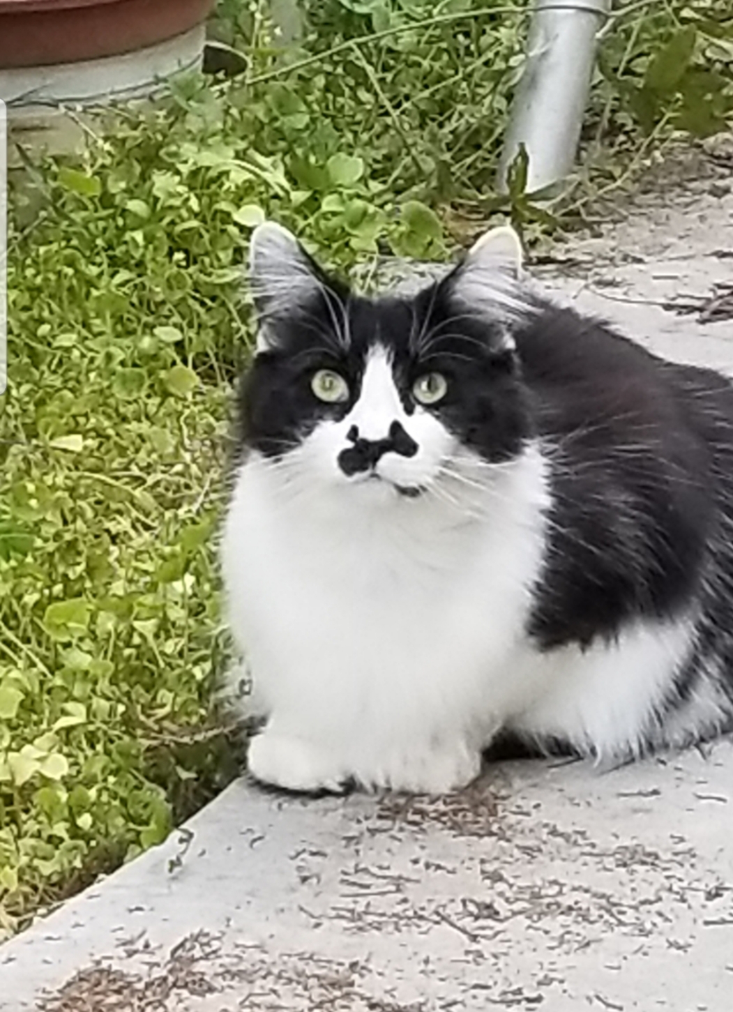 Lost: Rory, Cat, Domestic longhair, 11/26/23