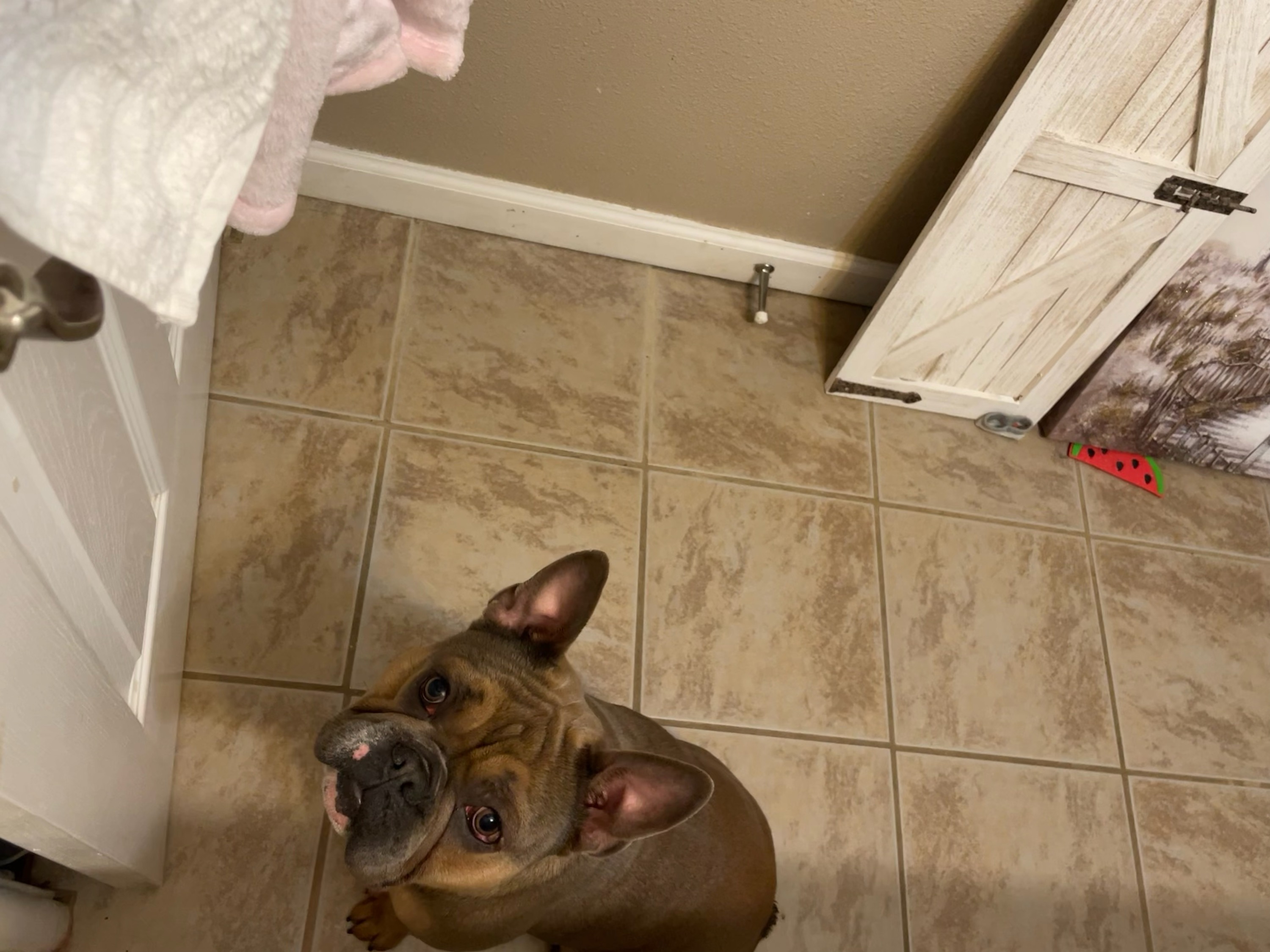 Found: , Dog, Frenchie, 01/07/24