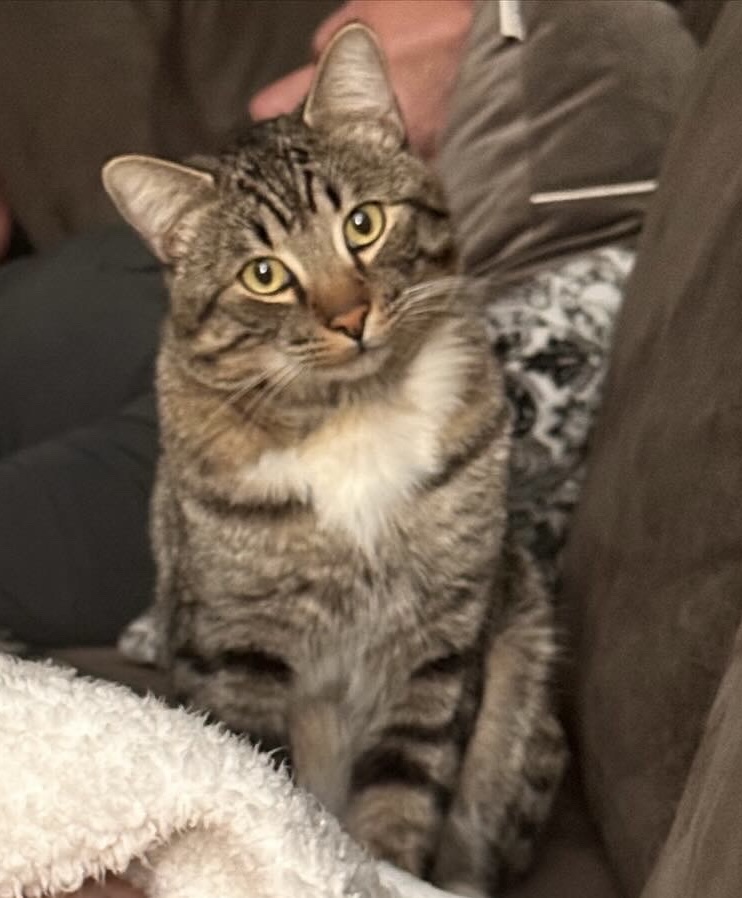 Lost: Peter, Cat, American Shorthair, 01/20/24