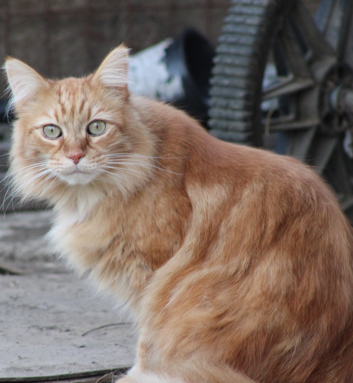 Lost: Fox, Cat, Tabby, 06/07/24