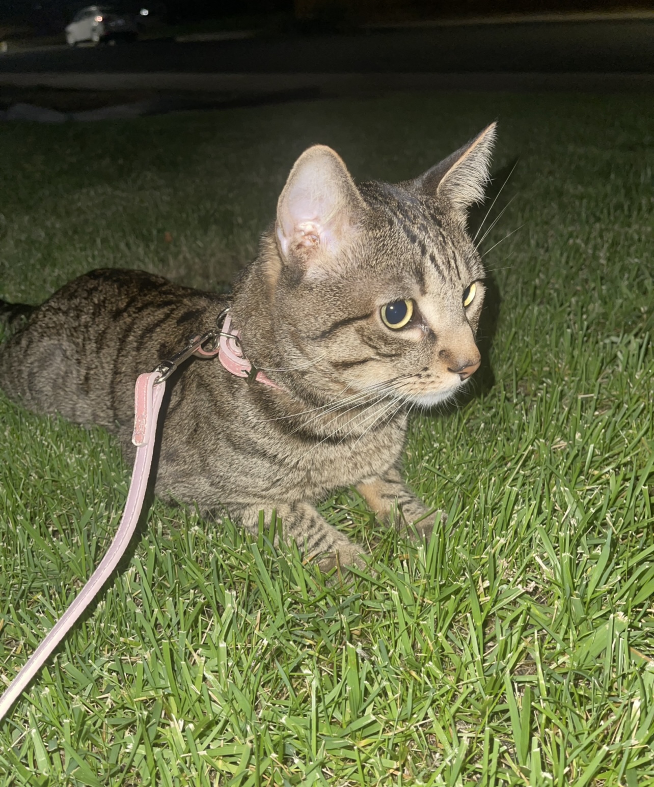 Lost: Leo, Cat, Tabby, 04/07/24