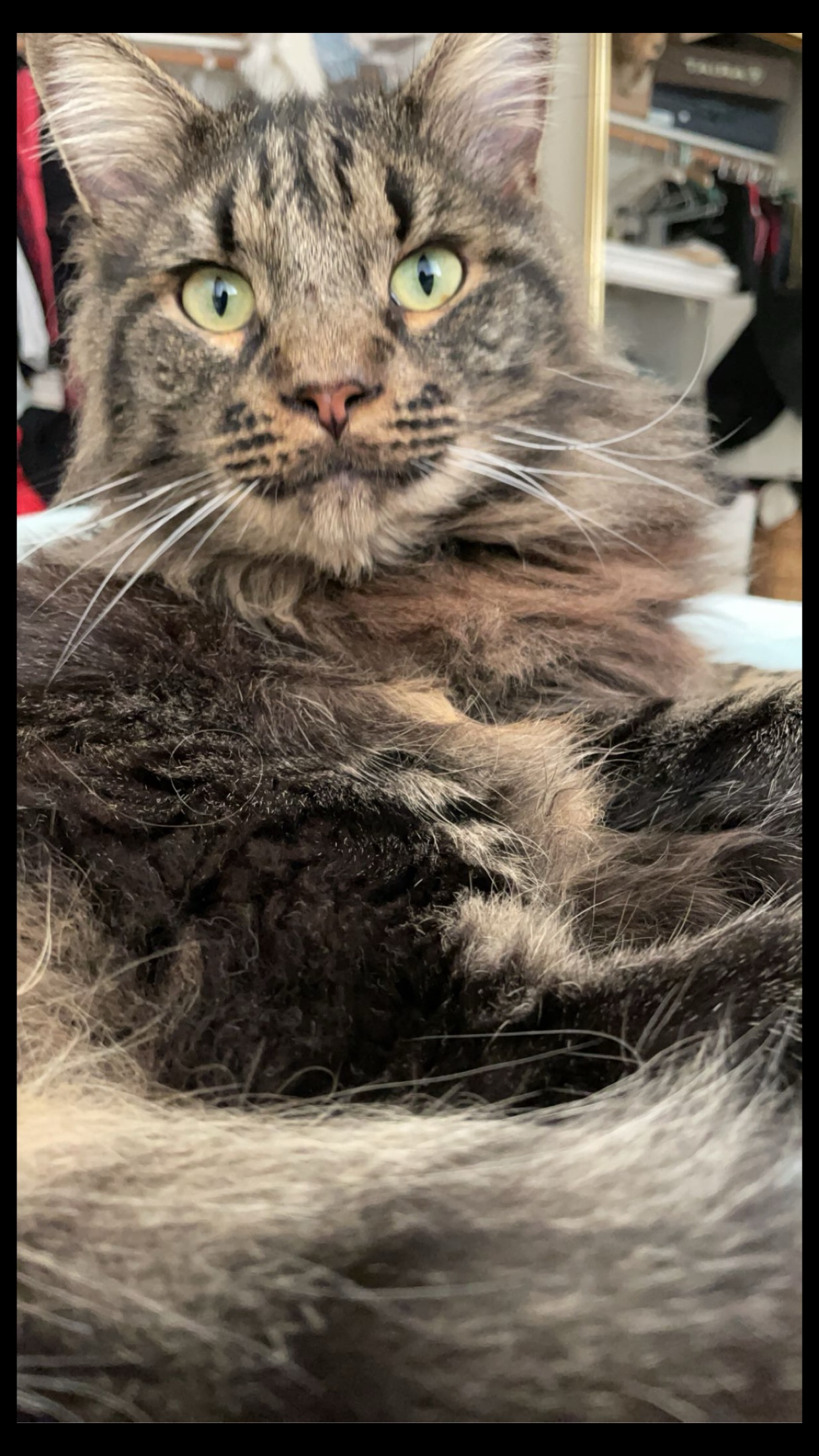 Reunited: Milo, Cat, DLH, 07/04/24