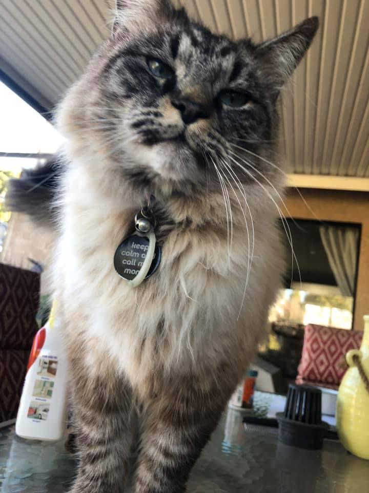 Lost: Wilbur, Cat, Domestic longhair, 07/18/24