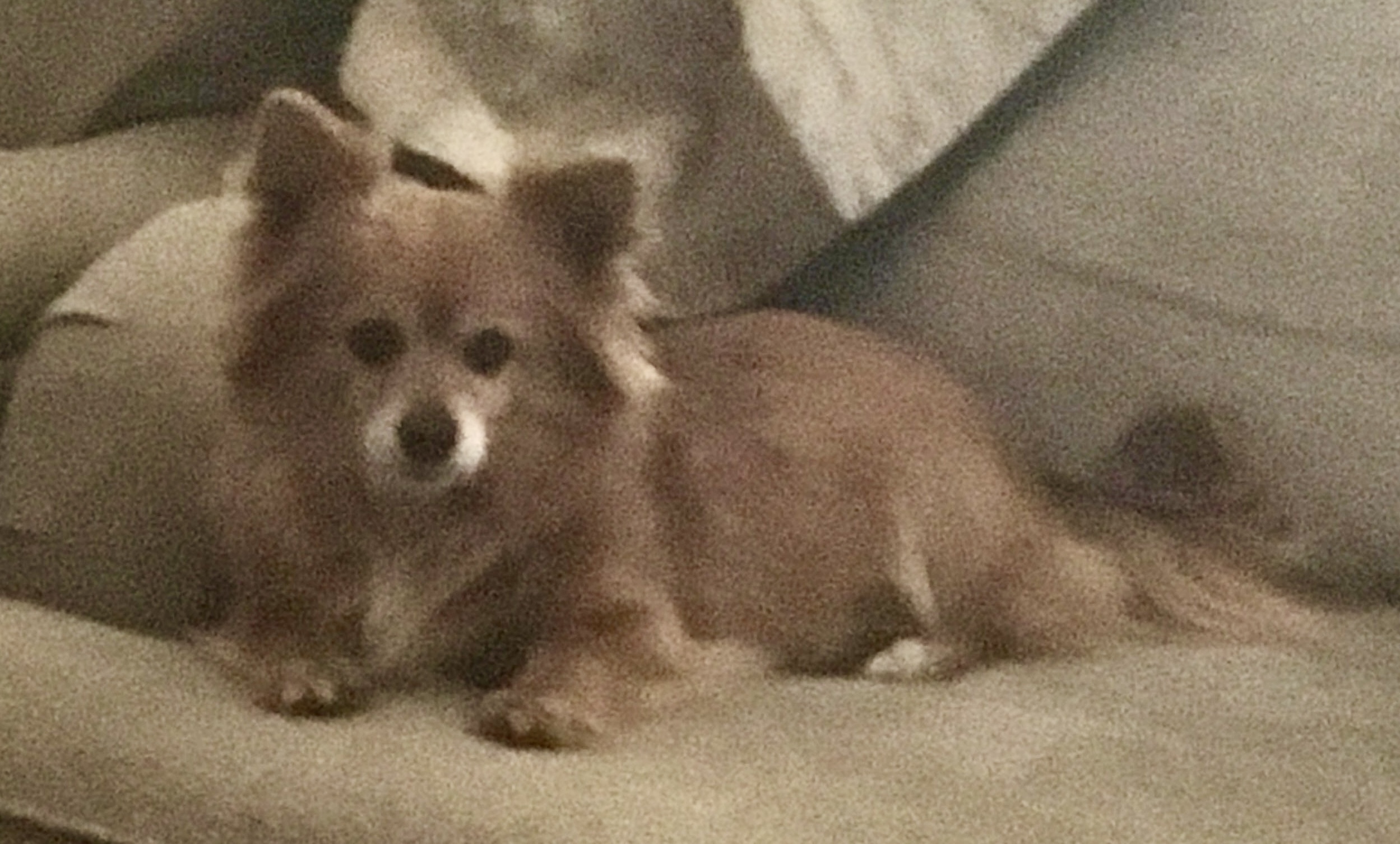 Reunited: Foxy, Dog, Pomeranian terrier, 10/10/24