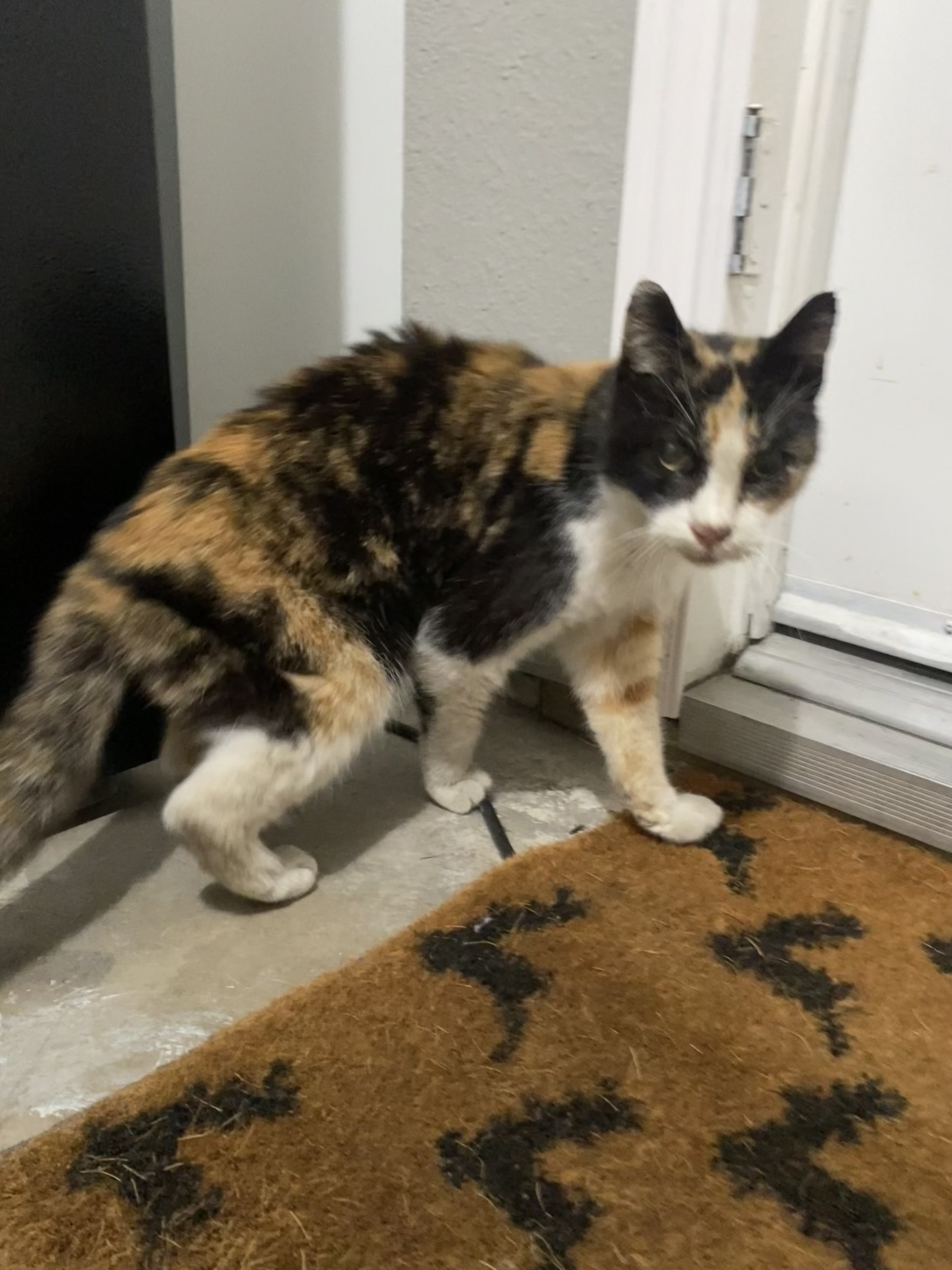 Found: , Cat, , 11/30/24