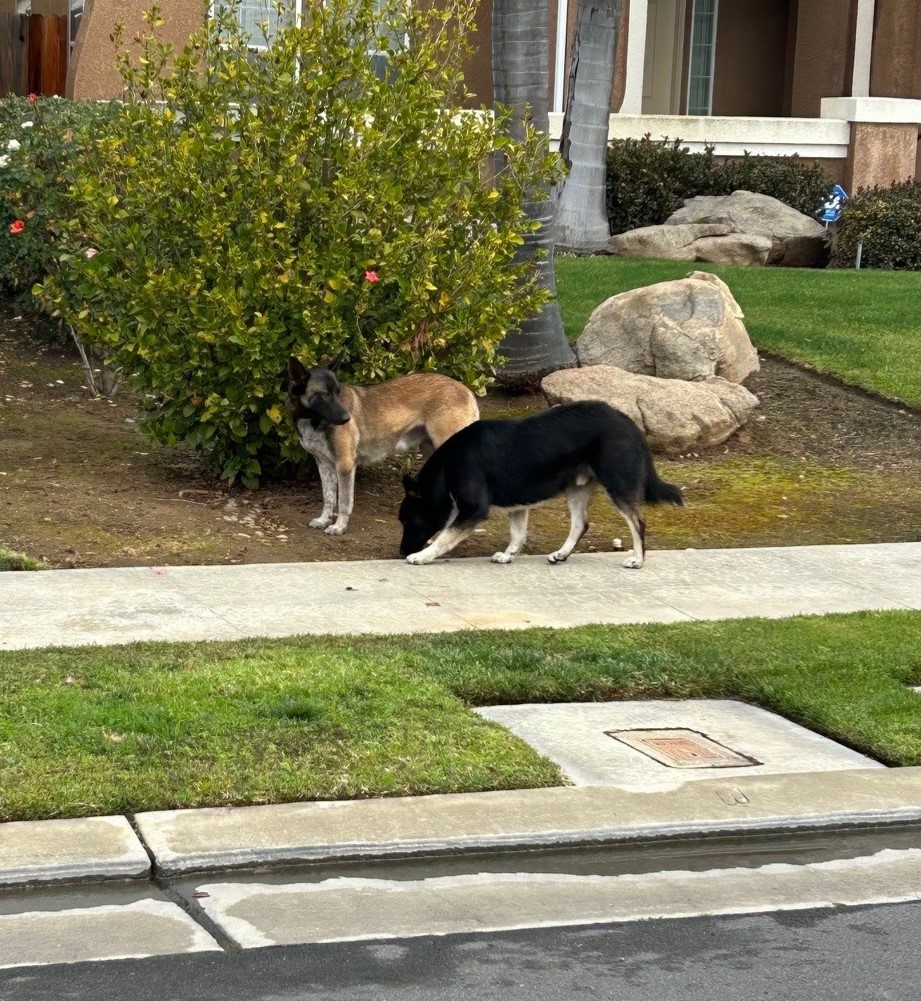 Spotted: Unknown, Dog, Shepherd, 02/07/25