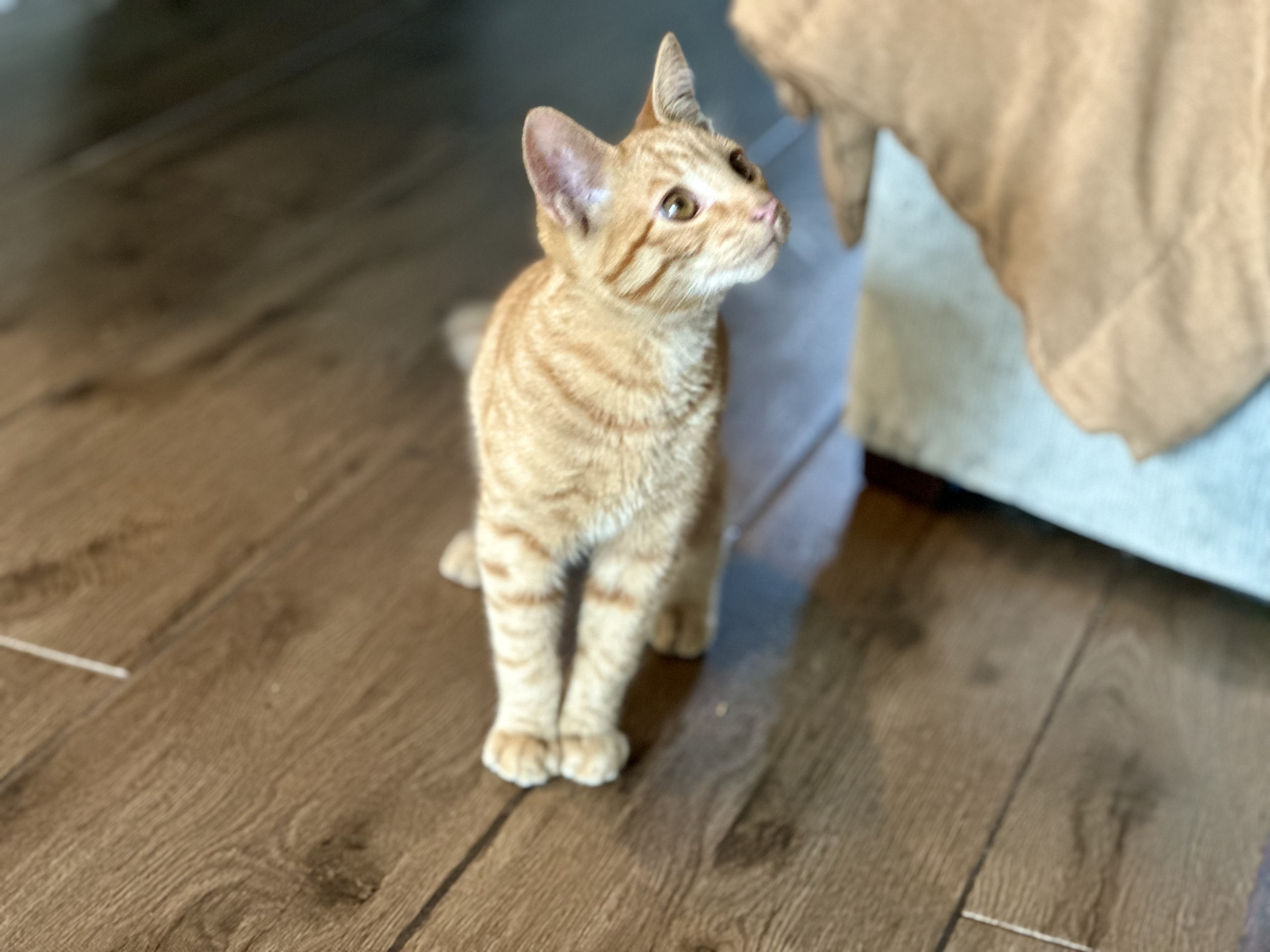 Found: Orange Tabby, Cat, Orange tabby, 02/17/25