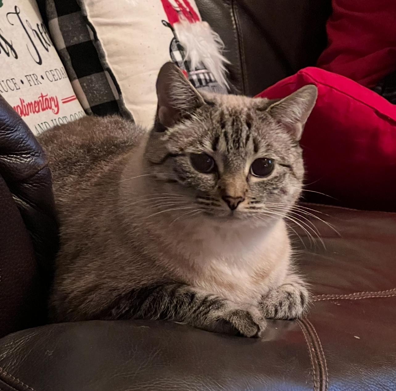 Lost: Coco, Cat, , 02/22/25