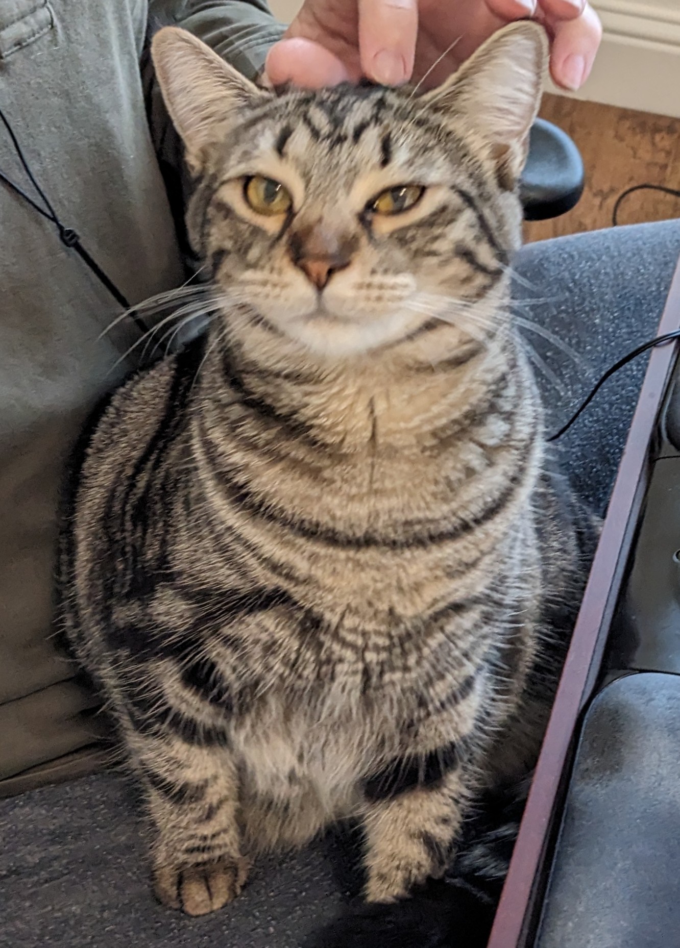 Lost: Minnie, Cat, Tabby, 03/11/25