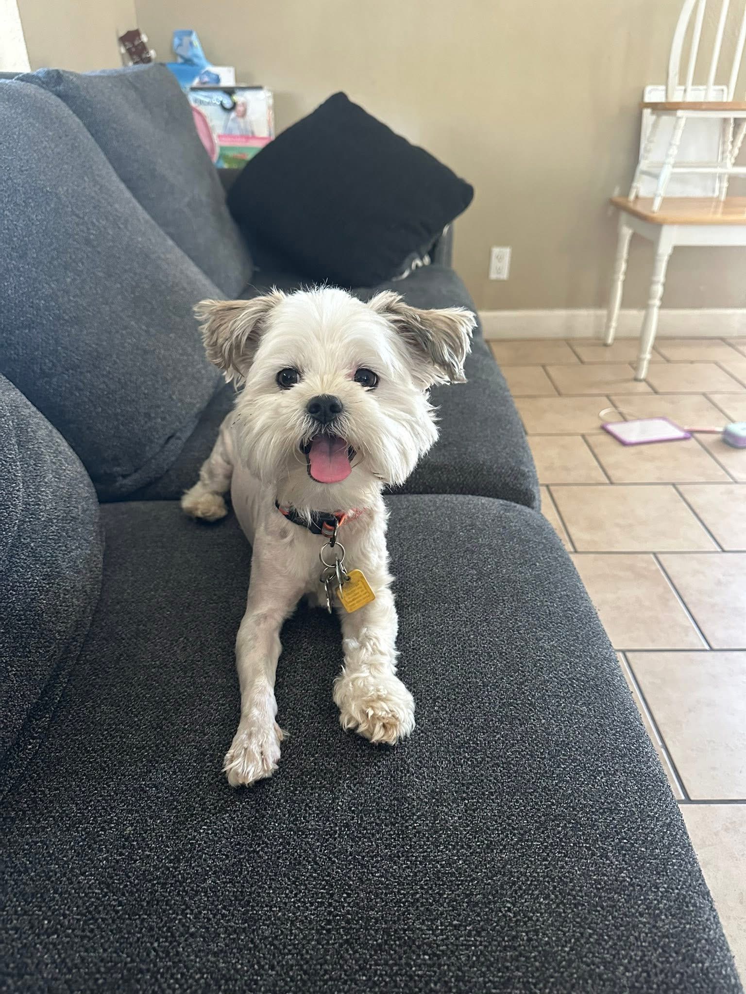 Lost: Charlie, Dog, Shih Tzu Yorkie, 06/12/25