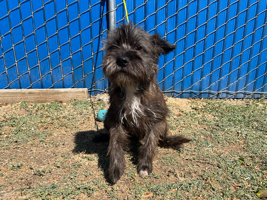 CAS Searching for Owner: Male, Dog, Terrier Mix, 07/18/25