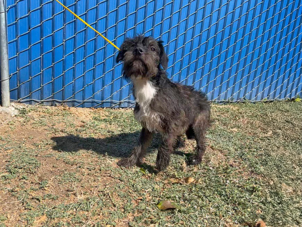 CAS Searching for Owner: Female, Dog, Terrier Mix, 07/18/25