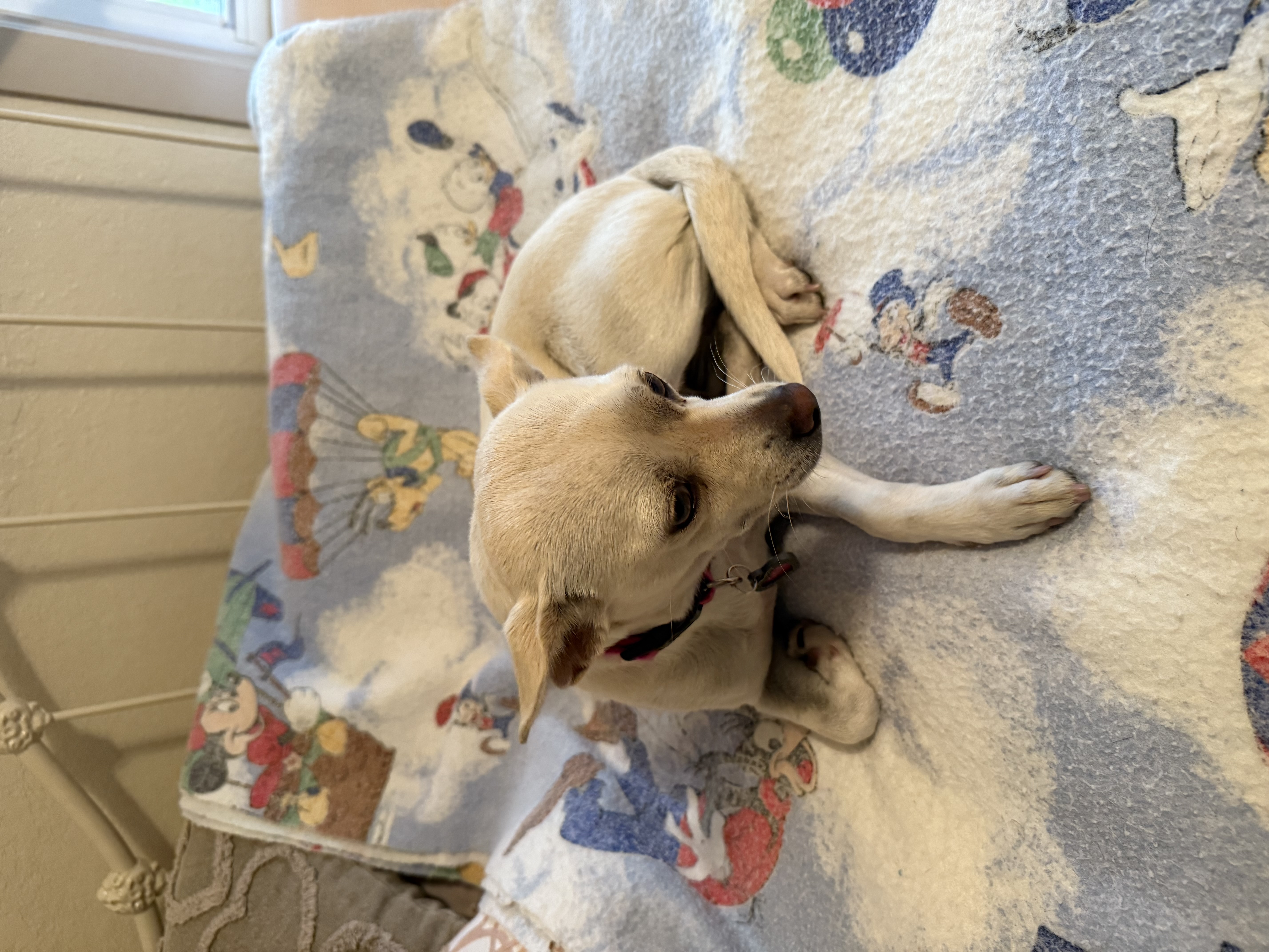 Found: , Dog, , 11/30/25