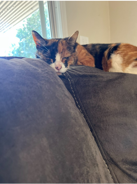 Lost: Mittens, Cat, Calico, 01/01/24